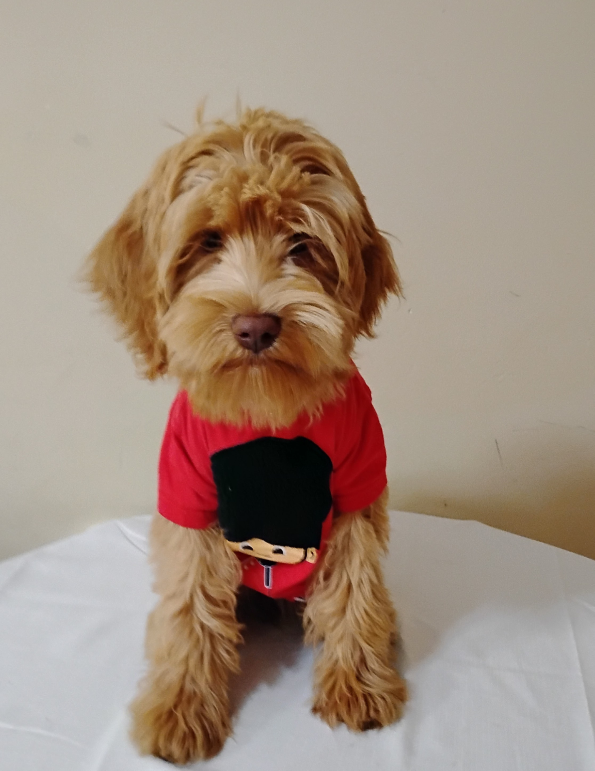 Adams Farm Labradoodles – Puppies with a Purpose